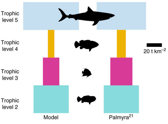 Inverted Trophic Structure in the Ocean – cobialab